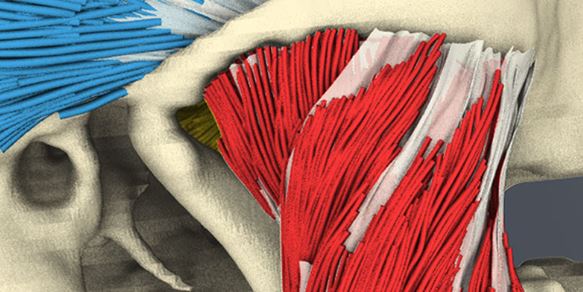 Computational Anatomy and Biomechanics