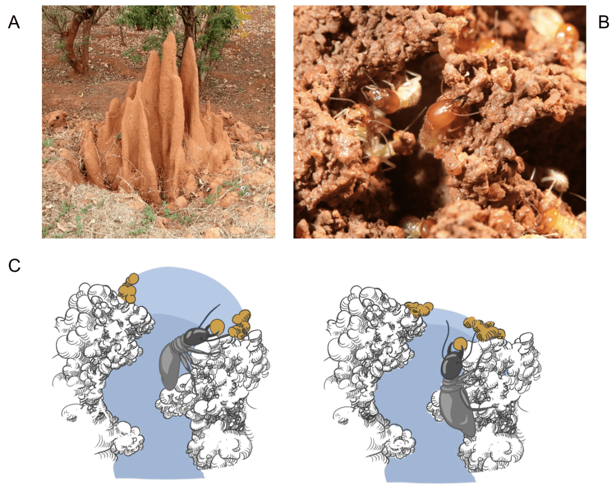 Validating a Termite-Inspired Construction Coordination Mechanism Using an Autonomous Robot