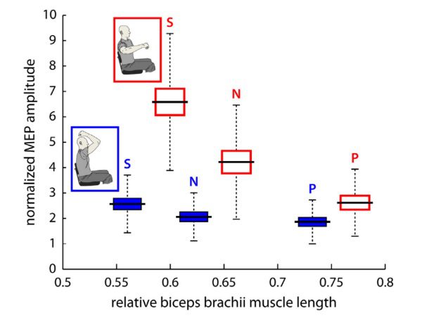 Corticomotor Excitability of Arm Muscles Modulates According to Static ...
