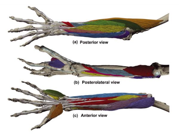 Development of an Architecturally Comprehensive Database of Forearm ...