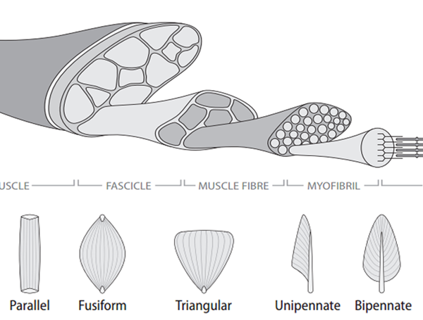 Modeling and Simulation of Skeletal Muscle for Computer Graphics: A Survey